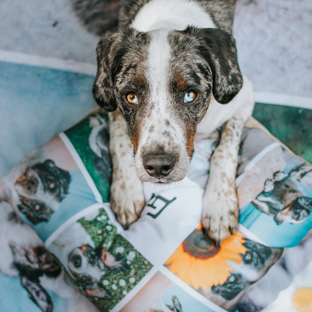 Personalised Photo Gift Ideas For Pet Lovers | Snapfish UK