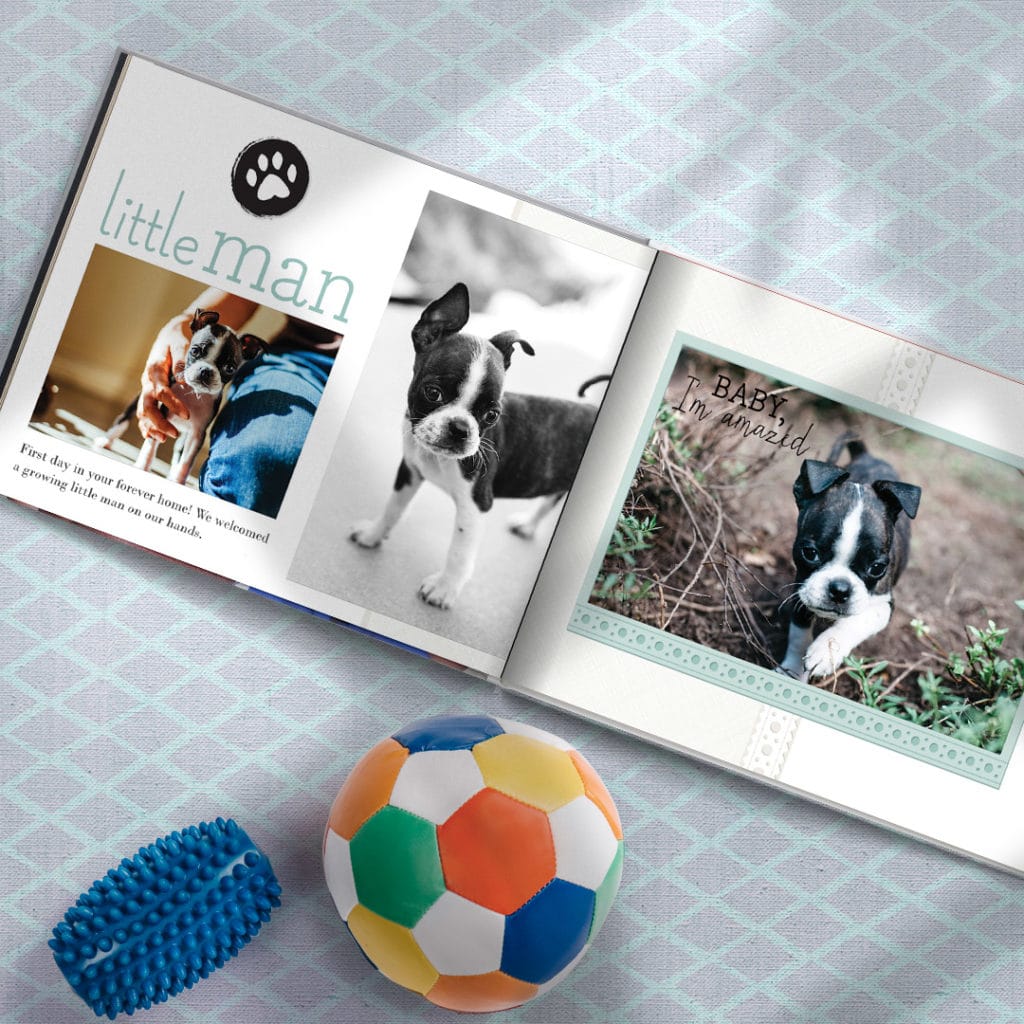 Ideas for creating pawsome Pet Photo Books | Snapfish UK