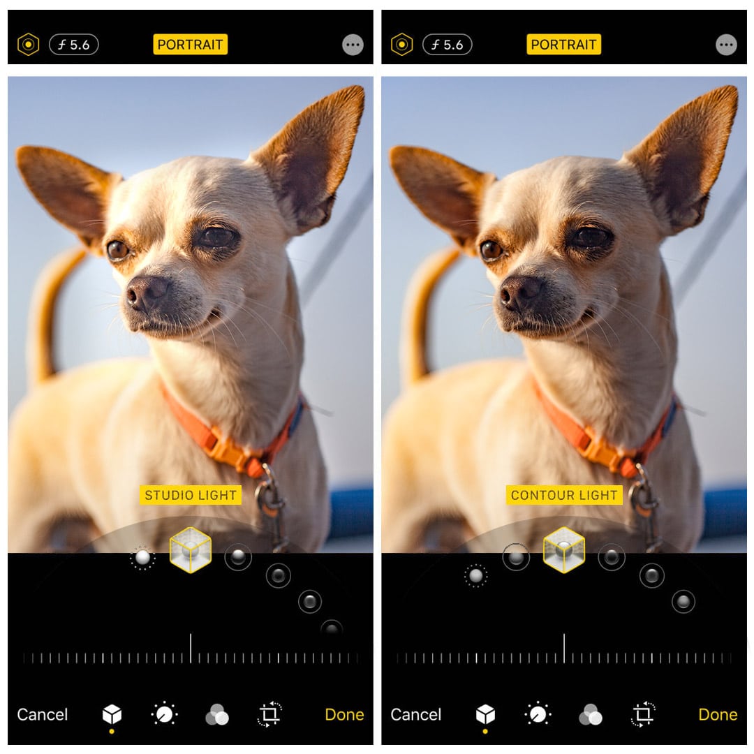 Ten Tips For Photographing Your Pet | Snapfish UK