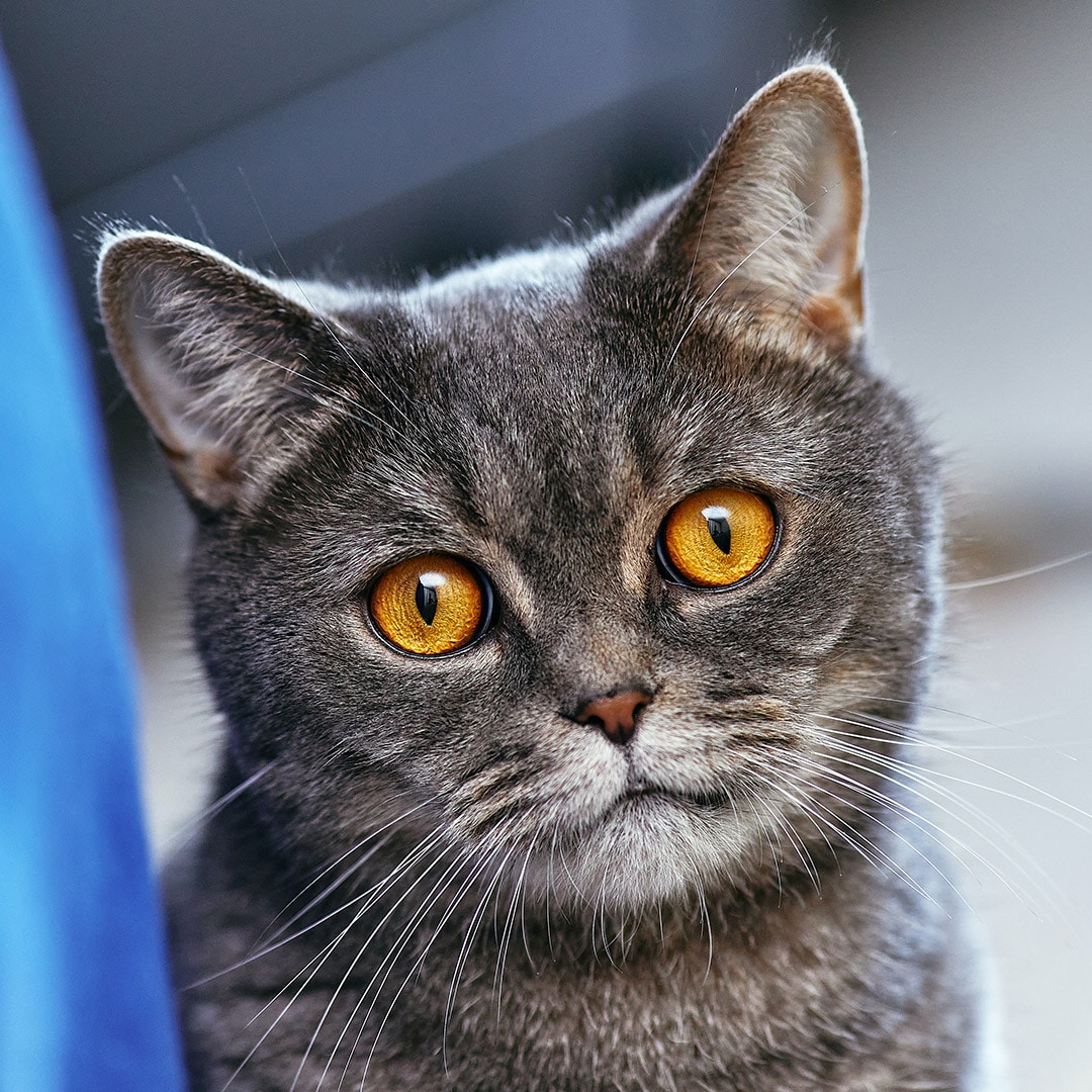 Ten Tips For Photographing Your Pet | Snapfish UK